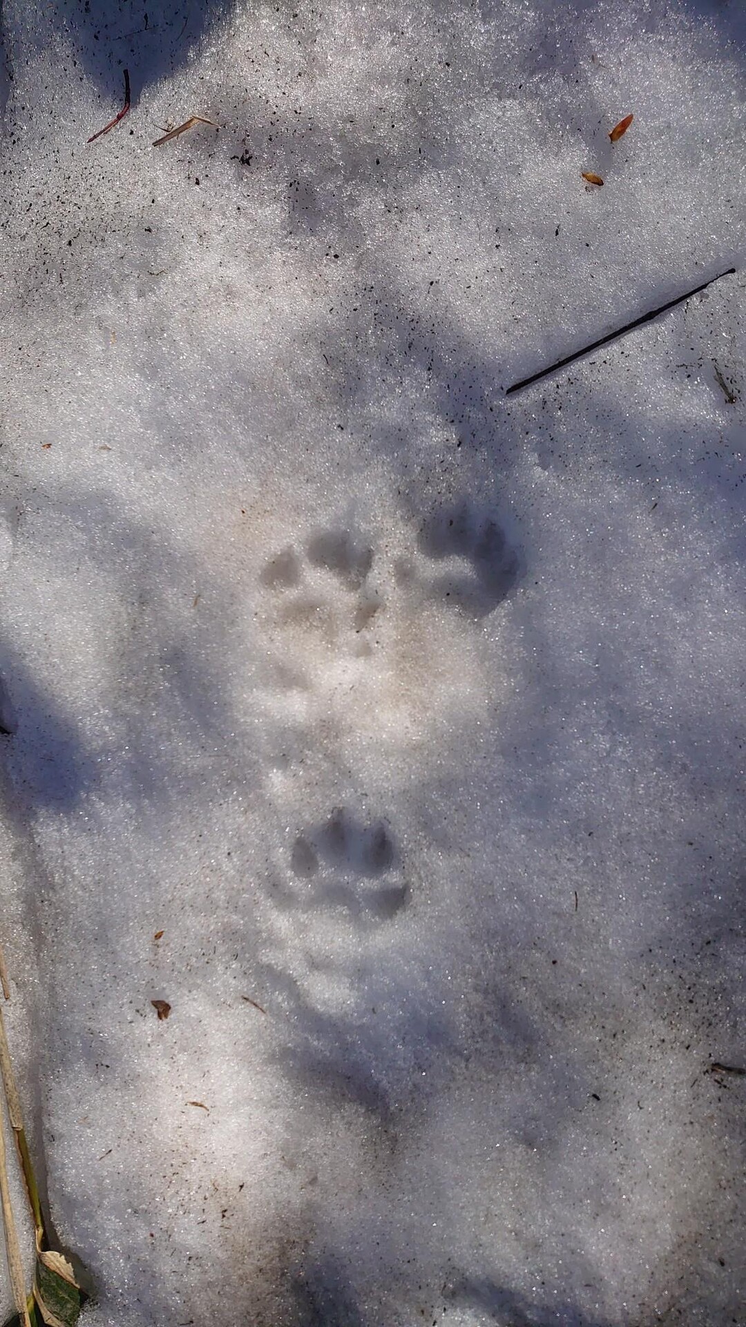 白神岳・蟶山 / Akihisa Nowさんの白神岳・蟶山・大峰岳の活動データ | YAMAP / ヤマップ