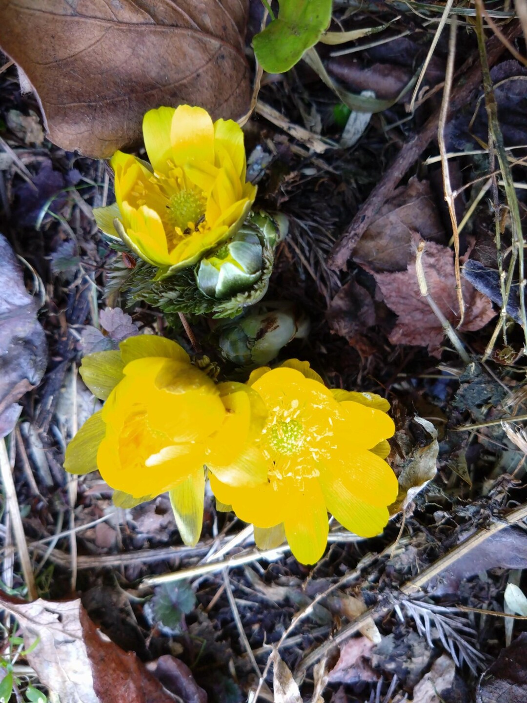 今年は早いですね～ (DOMO不要です)... / 京極(ゴインキョ)さんのモーメント | YAMAP / ヤマップ