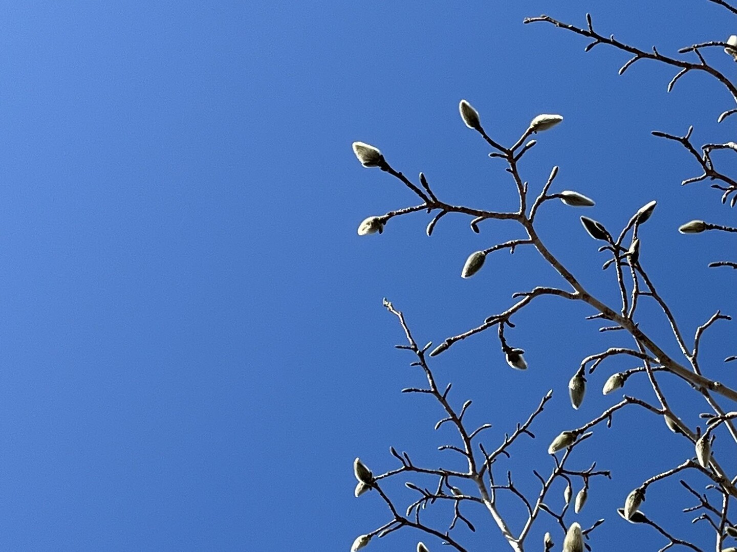 泉ヶ岳冬季限定南西尾根 / shanneiさんの船形山（御所山）・泉ヶ岳・蛇ヶ岳の活動データ | YAMAP / ヤマップ