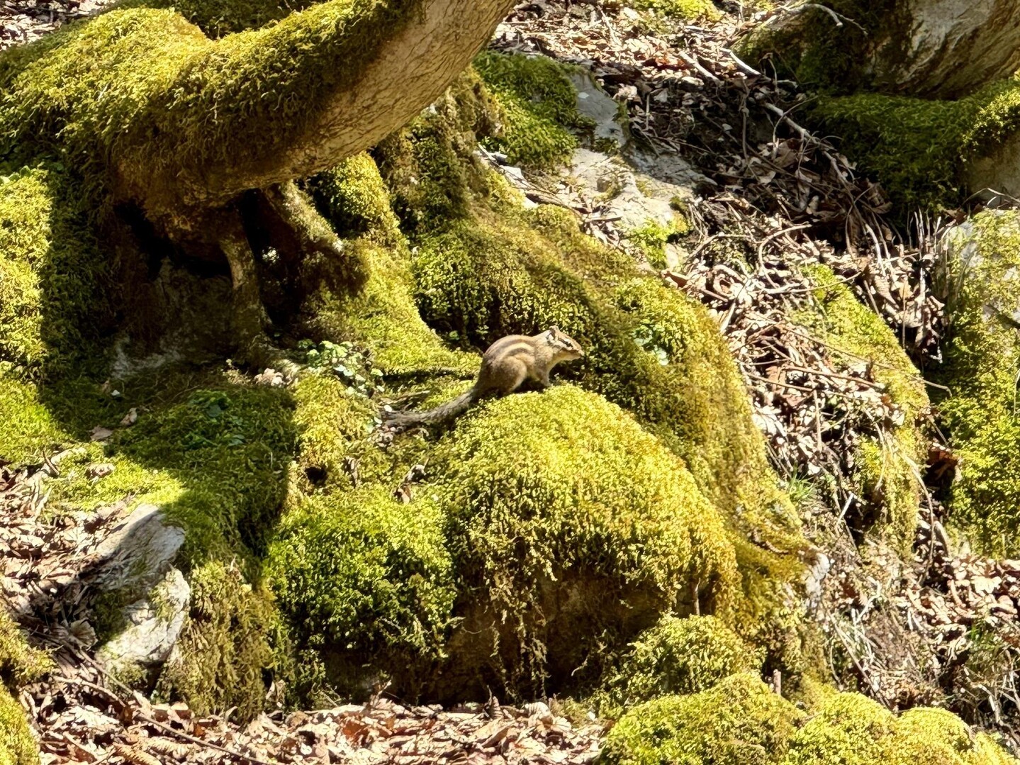 鈴北岳・御池岳 🐿️ / Sa_kkiyさんの天狗堂の活動データ | YAMAP / ヤマップ