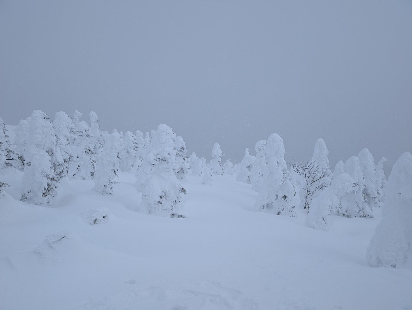 西大巓 / TWOさんの吾妻山・一切経山の活動データ | YAMAP / ヤマップ