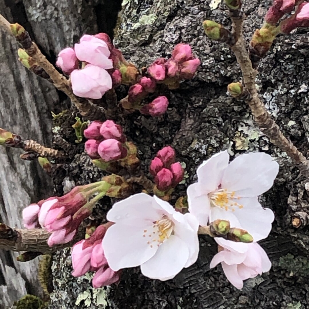 屋島にて🌸 / Rさんのモーメント | YAMAP / ヤマップ