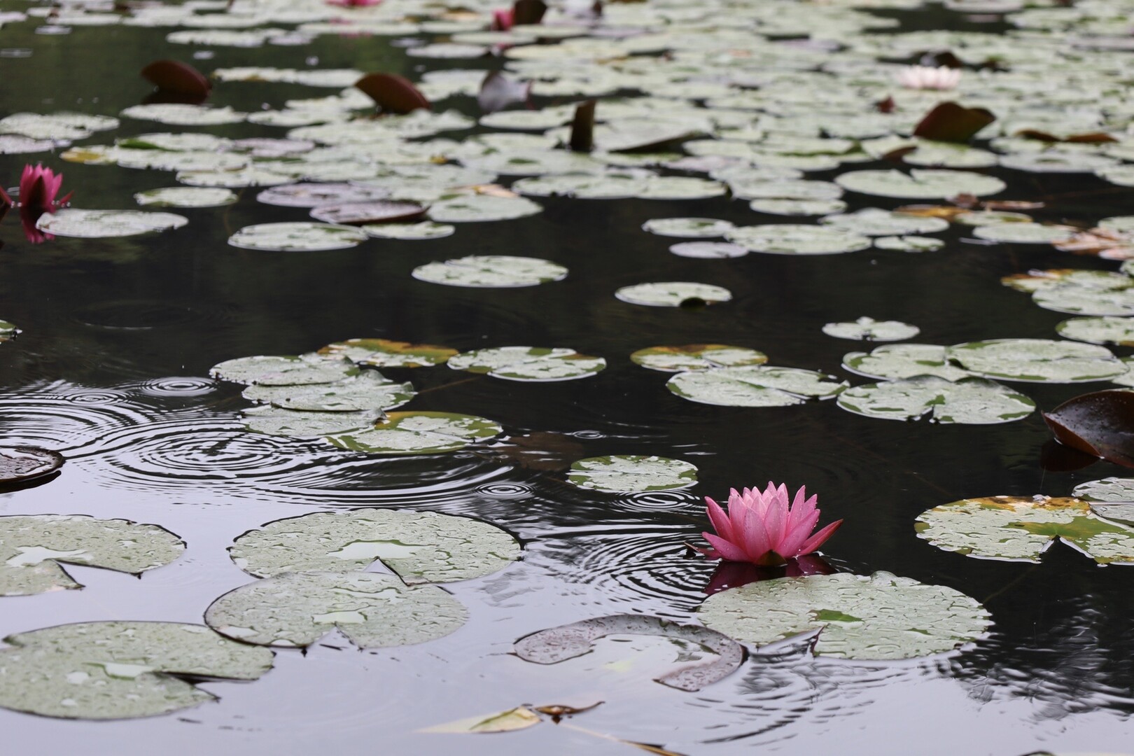 2022/06/11 極楽寺山の睡蓮まつ... / YUKAさんのモーメント | YAMAP / ヤマップ