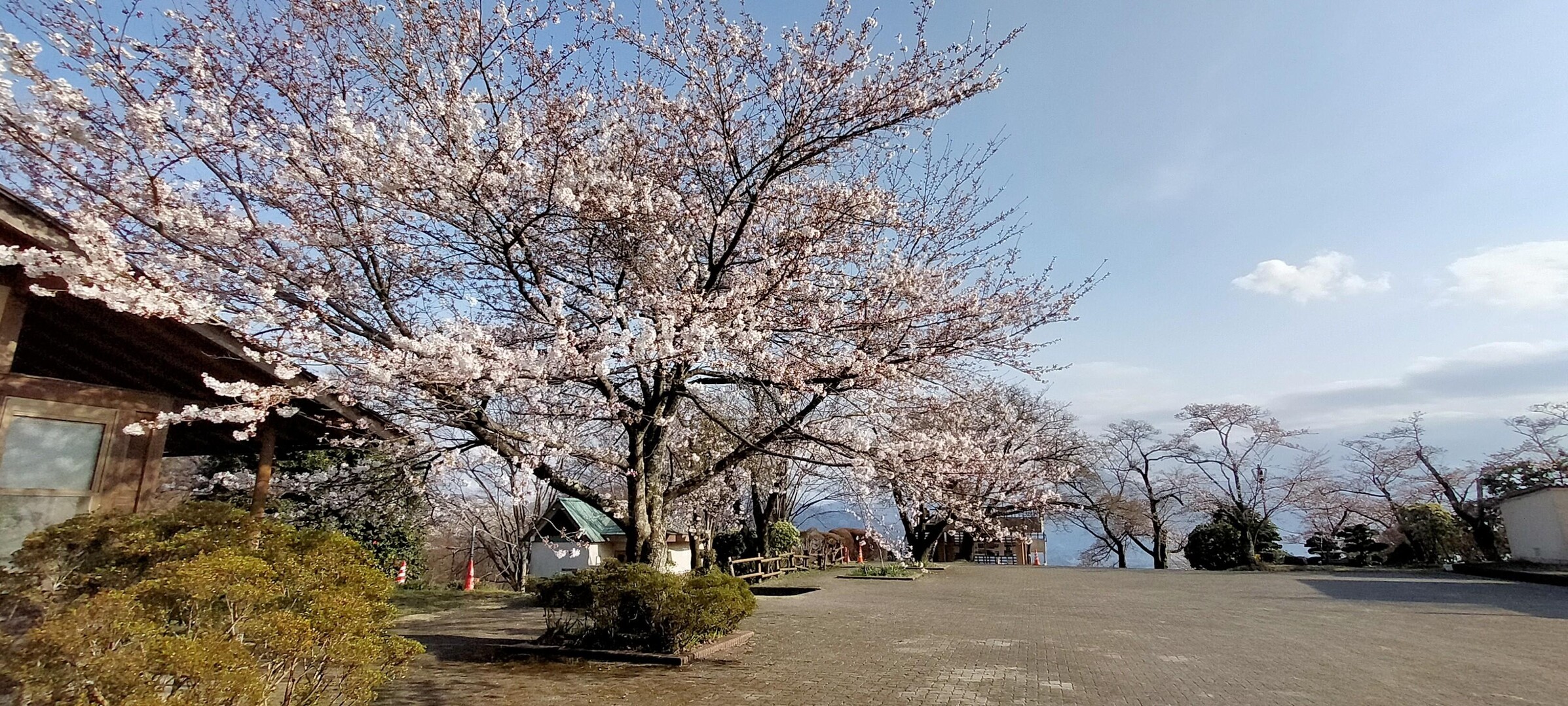 秩父市 簑山 - 2024-04-07 / mishyさんの簑山の活動データ | YAMAP / ヤマップ