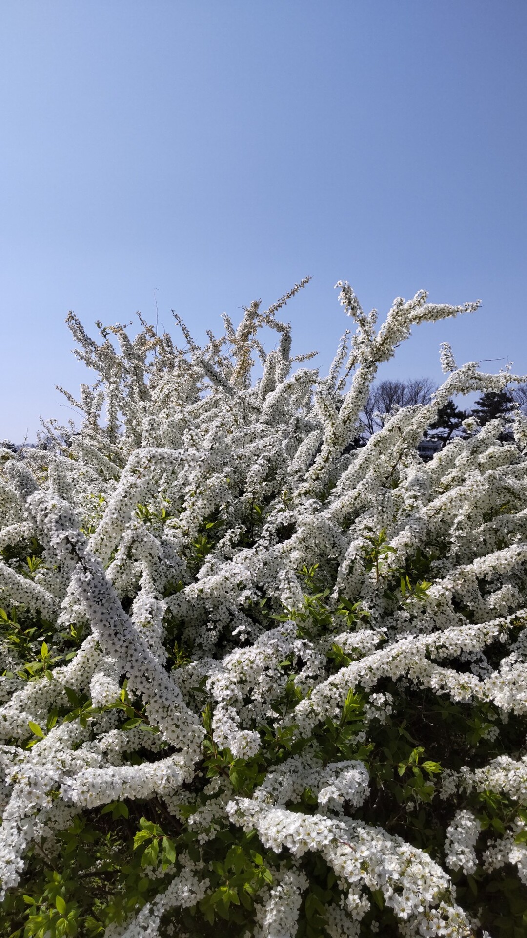 今日は1日暑かった～😄 賀茂川から植物... / kyoukoさんのモーメント | YAMAP / ヤマップ