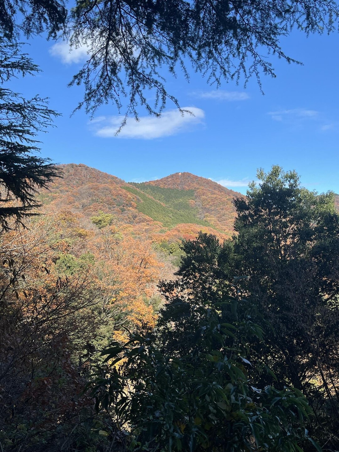 三桁侍珍道中 吾妻山・女吾妻山の巻 / BBQ-DOGさんの鳴神山・吾妻山の活動データ | YAMAP / ヤマップ