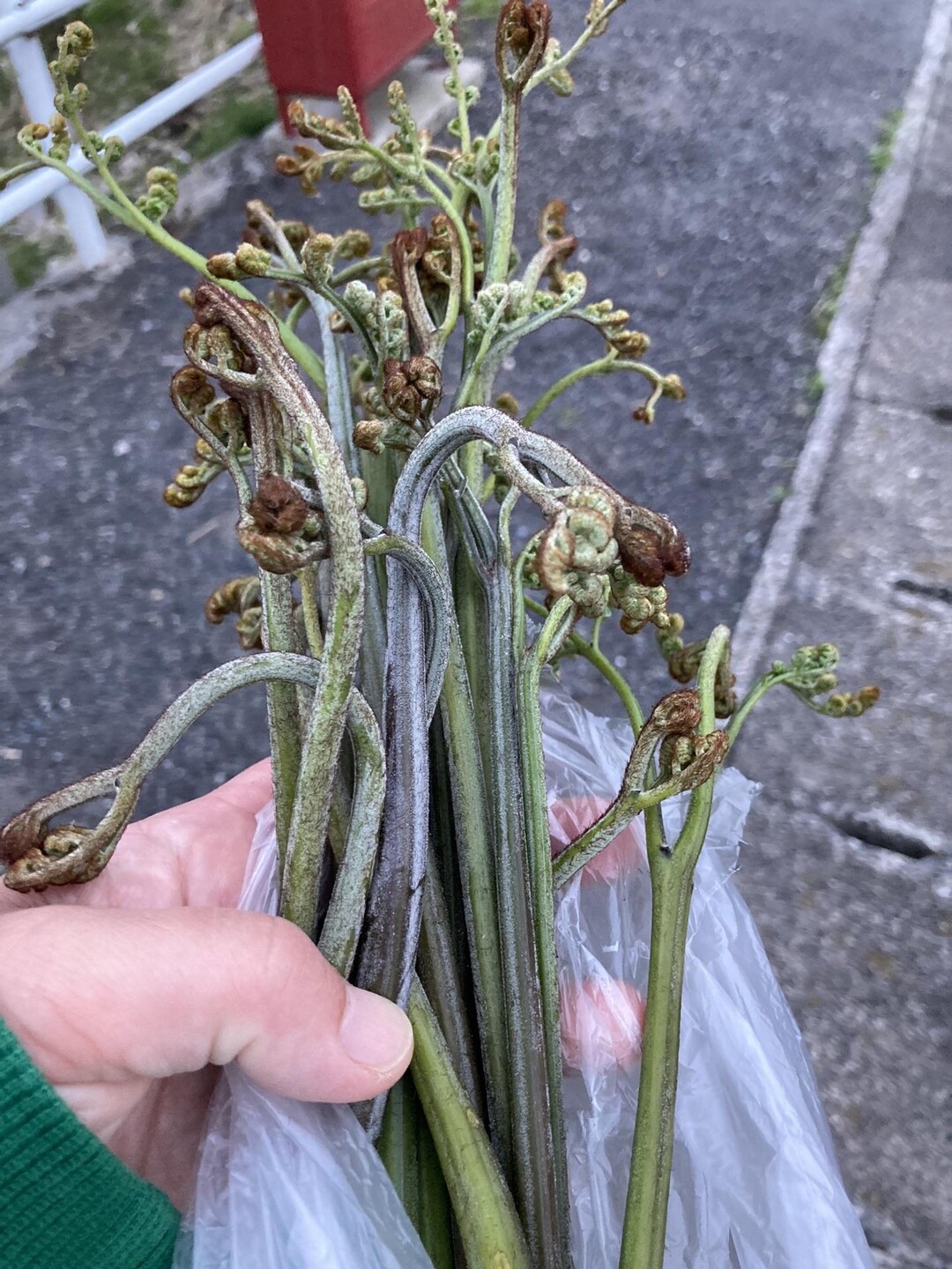 今日の収穫🌱🌱🌱(っ'ヮ')╮🌱... / せんさんのモーメント | YAMAP / ヤマップ