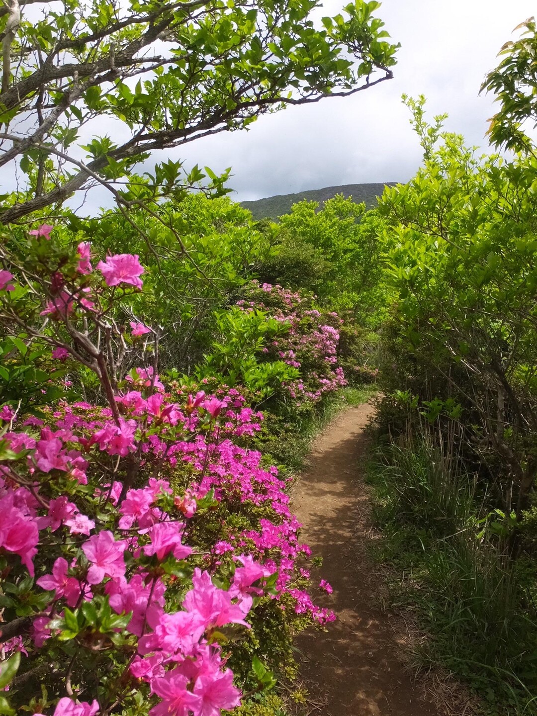 大浪池一周 / fumi 🍇さんの霧島山・韓国岳・高千穂峰・夷守岳・烏帽子岳の活動データ | YAMAP / ヤマップ