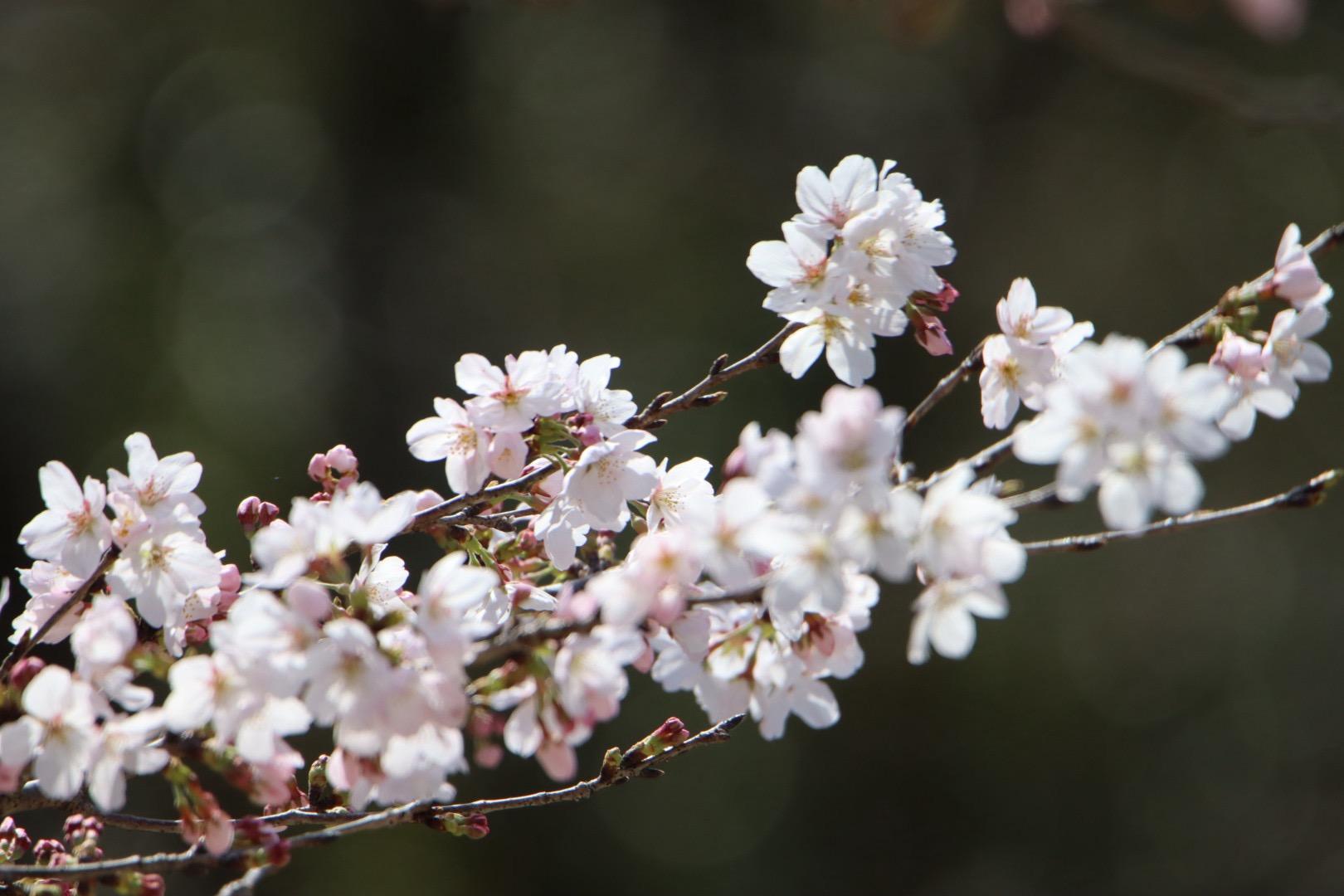 池平公園 桜🌸が咲き始めました。 ... / hideさんのモーメント | YAMAP / ヤマップ