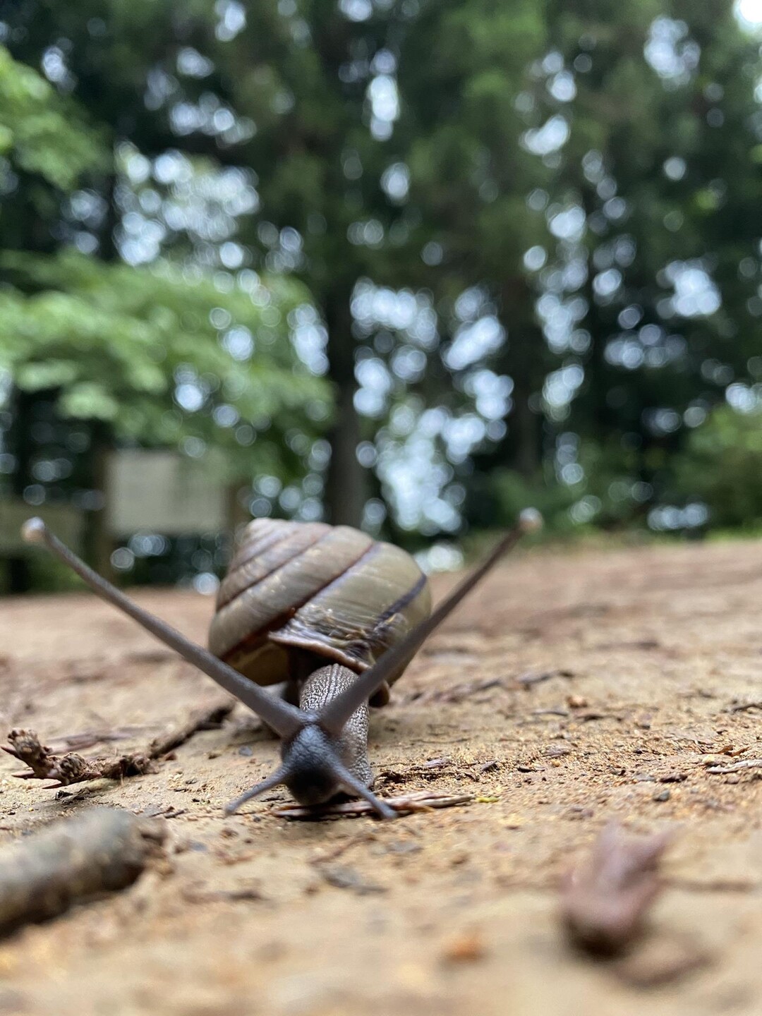 文殊山 / mu_mu_muさんの文殊山の活動データ | YAMAP / ヤマップ