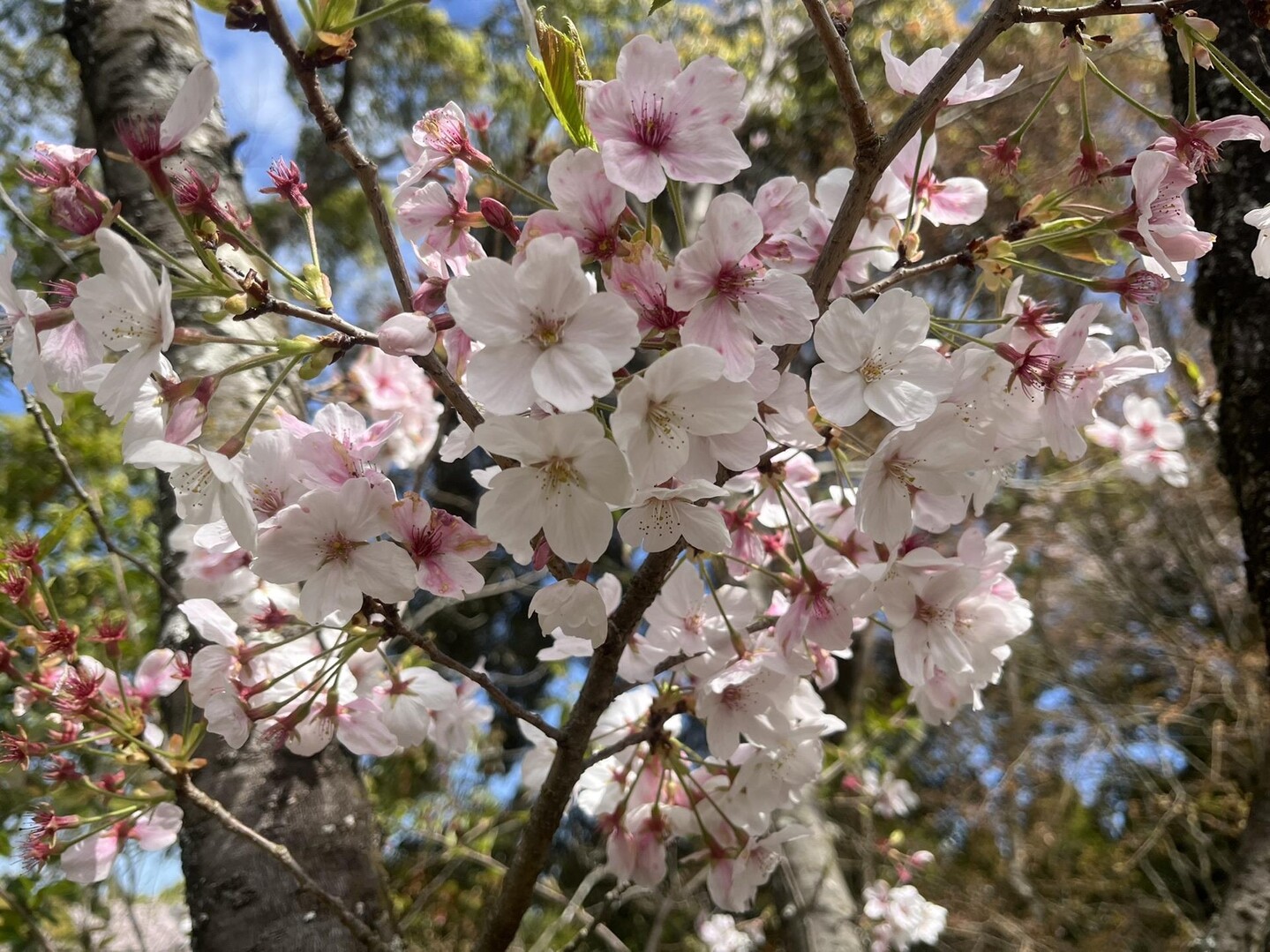 R5.2023.3.31 花見がてらの... / ngs2福龍🦉さんのモーメント | YAMAP / ヤマップ