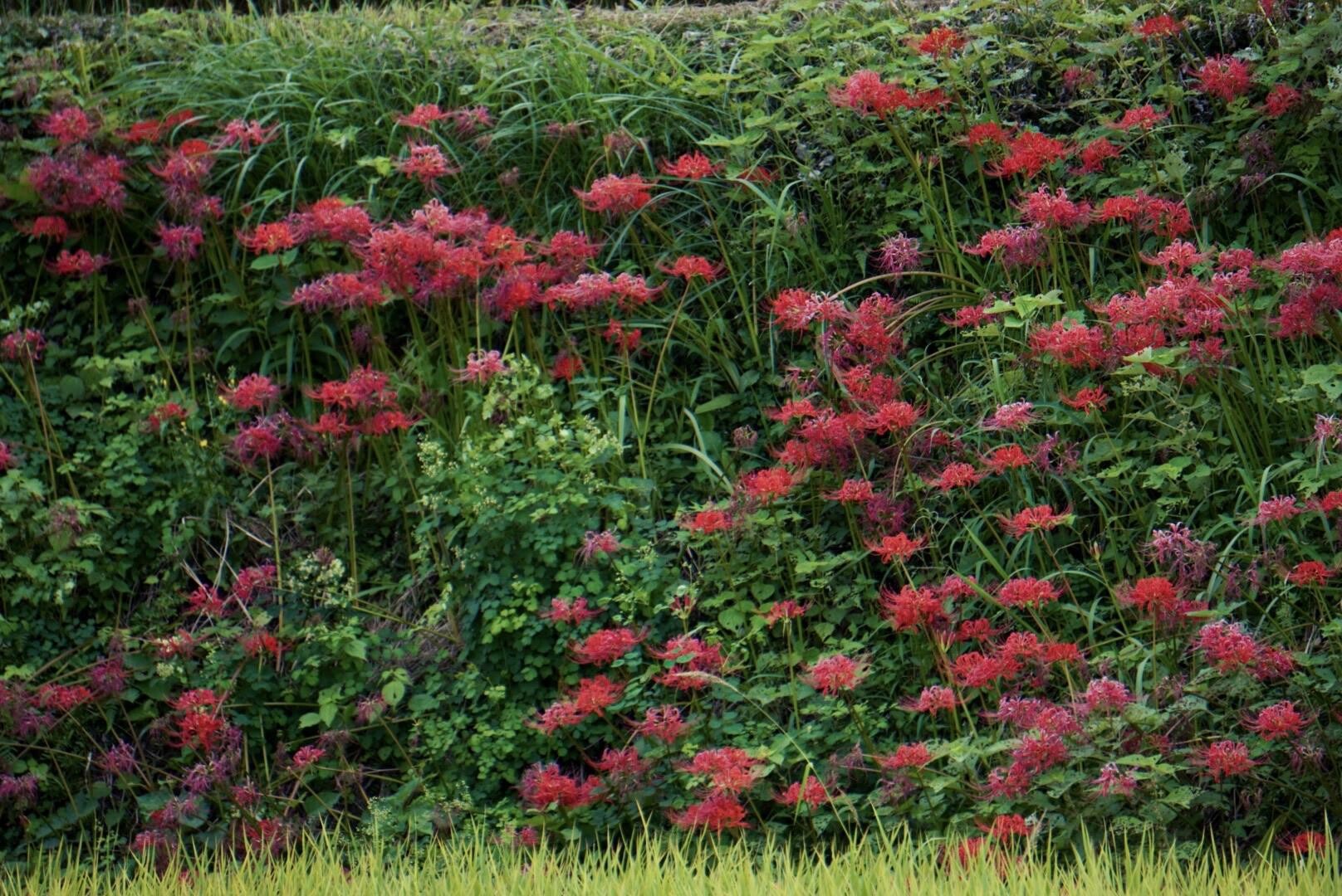 明日香村･･稲渕棚田drive & walking･･ / junさんの高取山の活動データ | YAMAP / ヤマップ