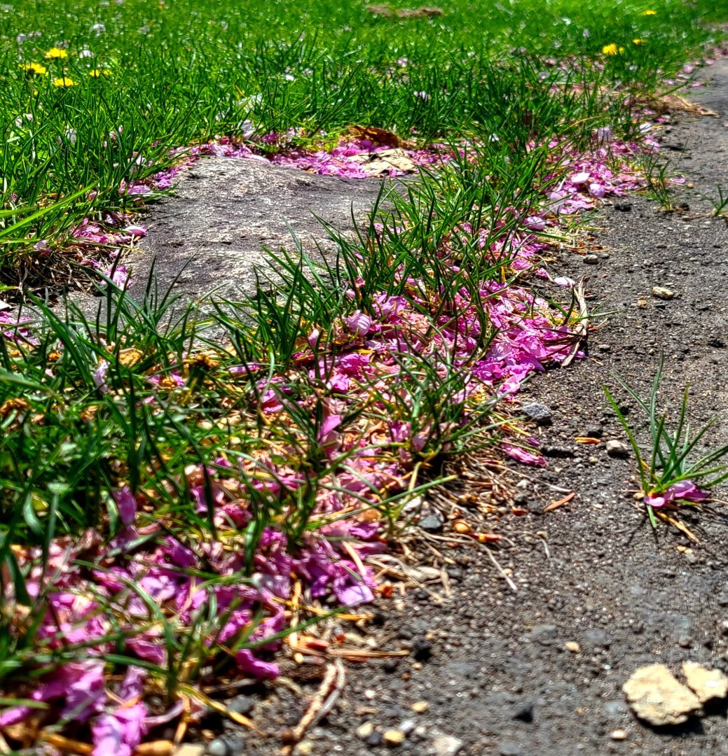 今いる場所で目一杯輝ける🌸 そんなサク... / Mt. Y’sさんのモーメント | YAMAP / ヤマップ