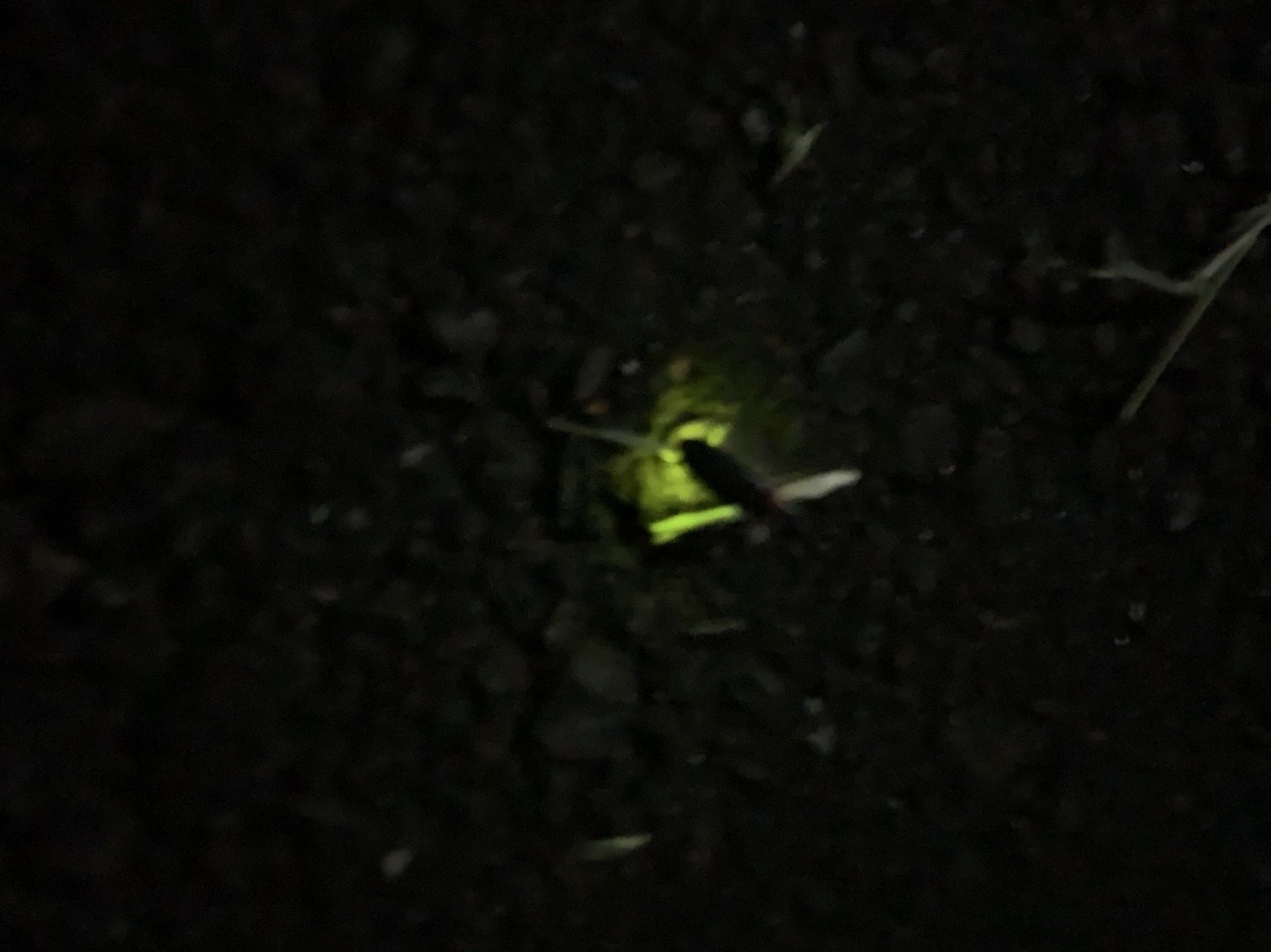 岐阜市太郎丸にホタルを見に行きました♪ ... / るんさんのモーメント | YAMAP / ヤマップ