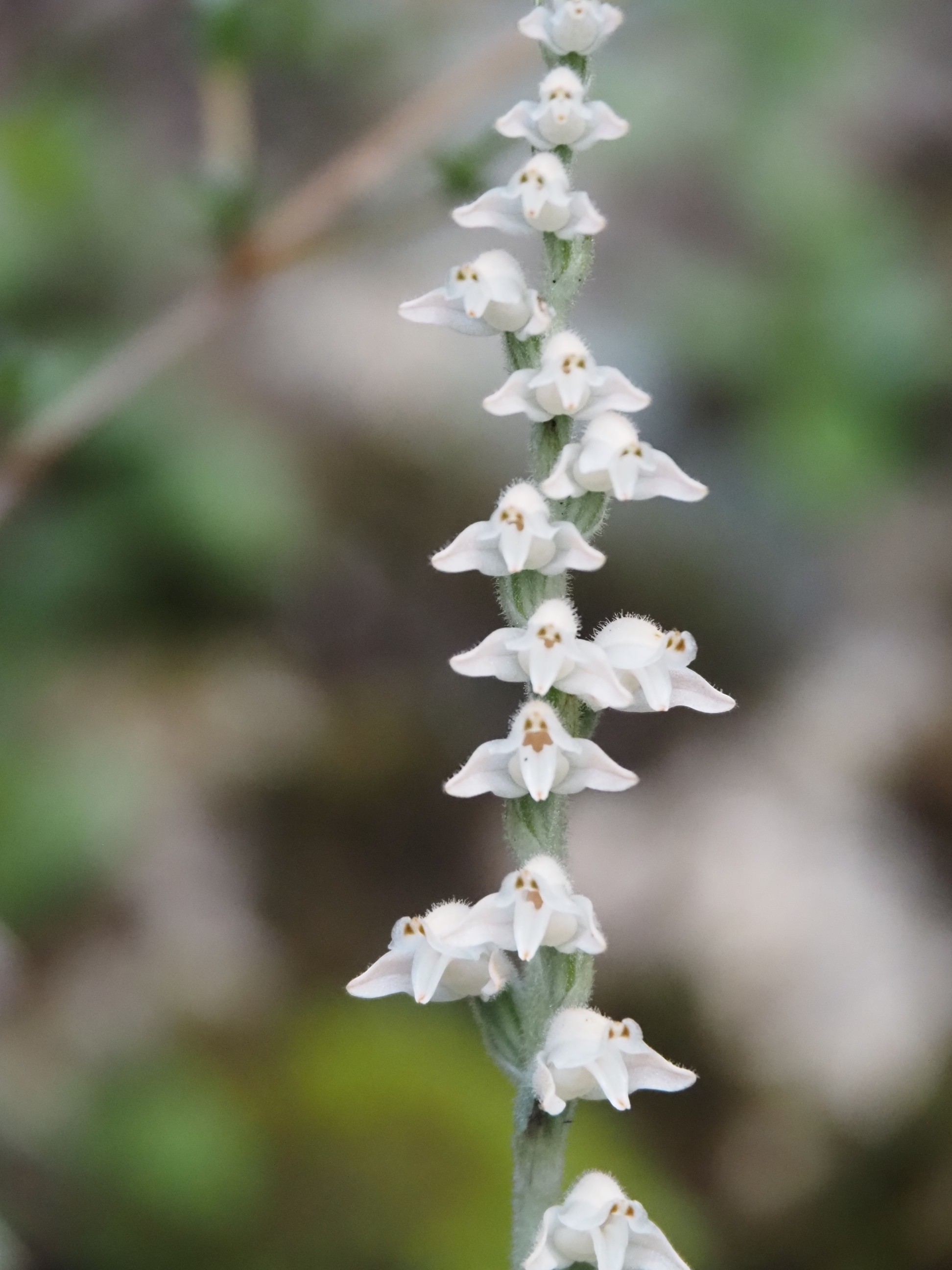 富士山高山病の癒しは福山と幸福の小径 / pochi-ewgさんの福山・江田山・高鳥居山の活動データ | YAMAP / ヤマップ