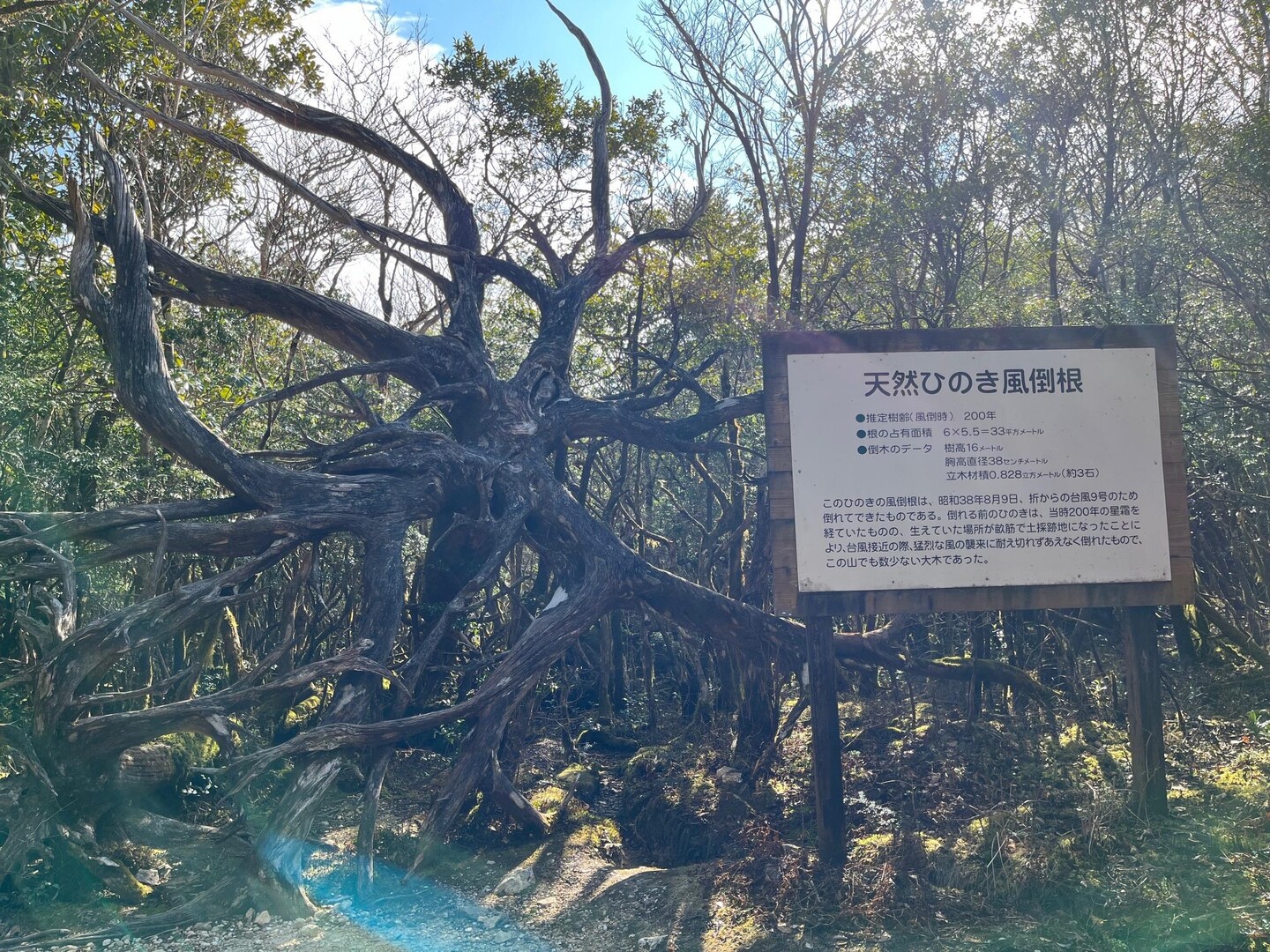 工石山北峯・工石山 / Rさんの工石山の活動日記 | YAMAP / ヤマップ