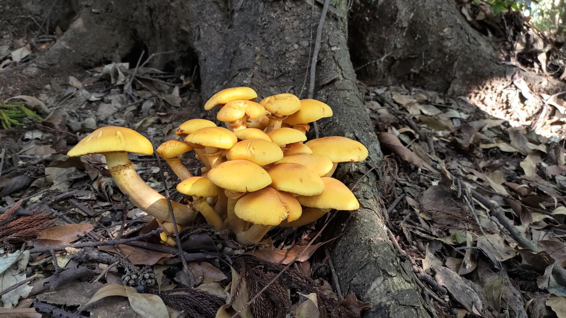 白山・孔大寺山 / anto SSさんの湯川山・城山・孔大寺山の活動データ | YAMAP / ヤマップ