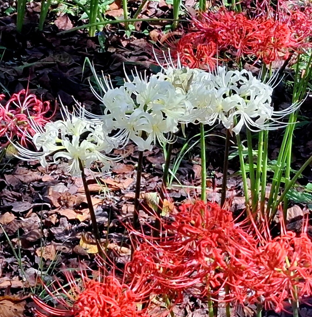 舘山(船岡城址公園) / クレアさんのみちのく潮風トレイル 名取市～岩沼市ルートの活動データ | YAMAP / ヤマップ