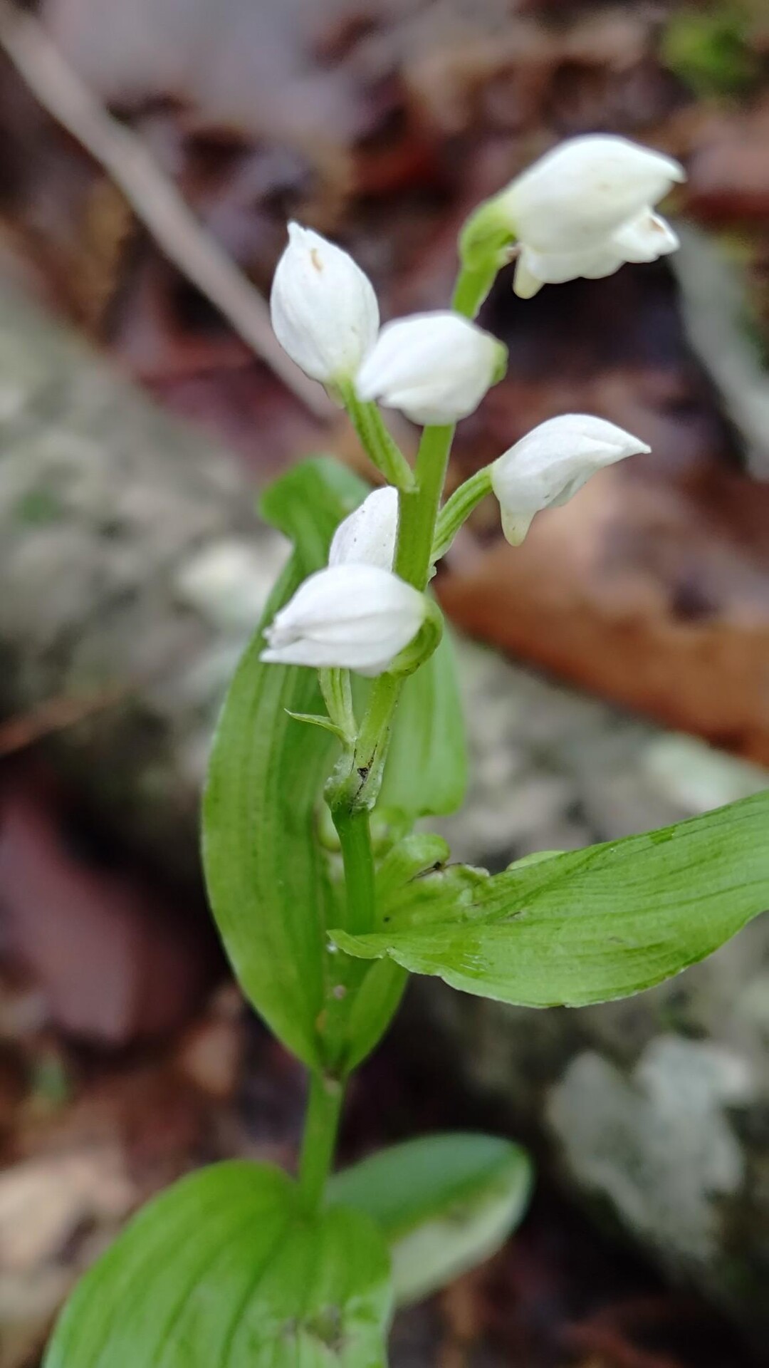 三本松-2024-05-09 / nobss さんの筑波山の活動データ | YAMAP / ヤマップ