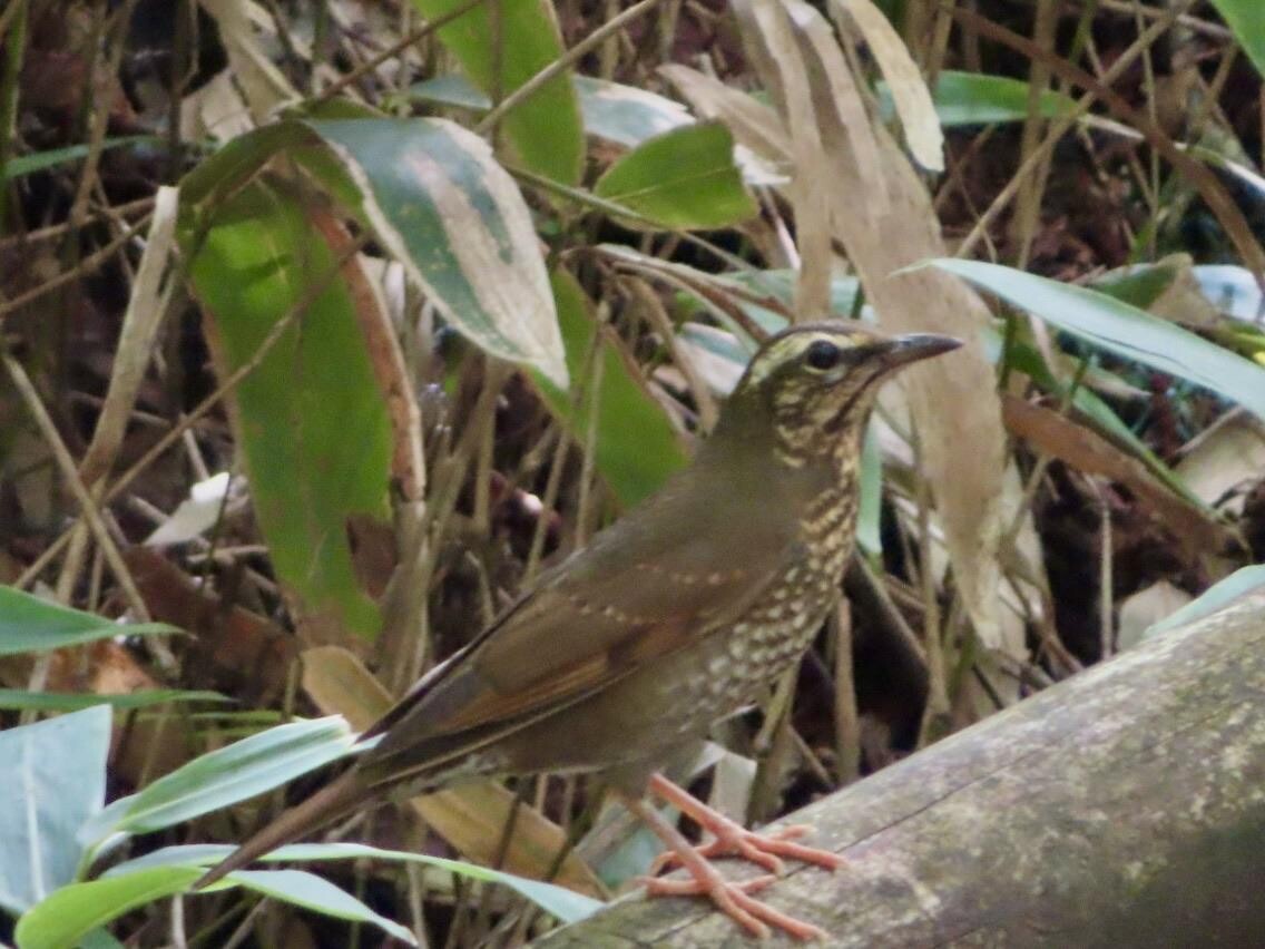 金剛山で鳥活 ️ / otaksaさんの金剛山・二上山・大和葛城山の活動データ | YAMAP / ヤマップ