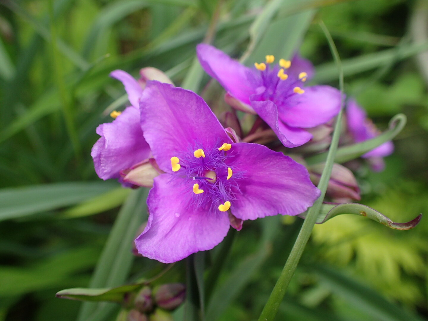 曇ってますね🤔 山行こうか考え中に庭で... / niceageさんのモーメント | YAMAP / ヤマップ