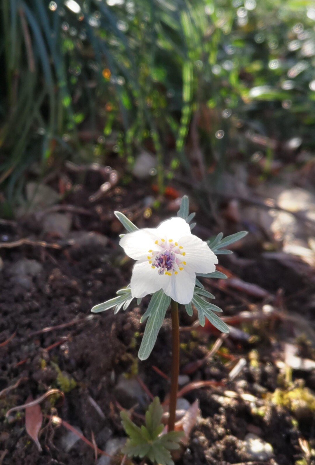 お花散歩🌼PART1 / yokkoさんの三峰山の活動データ | YAMAP / ヤマップ