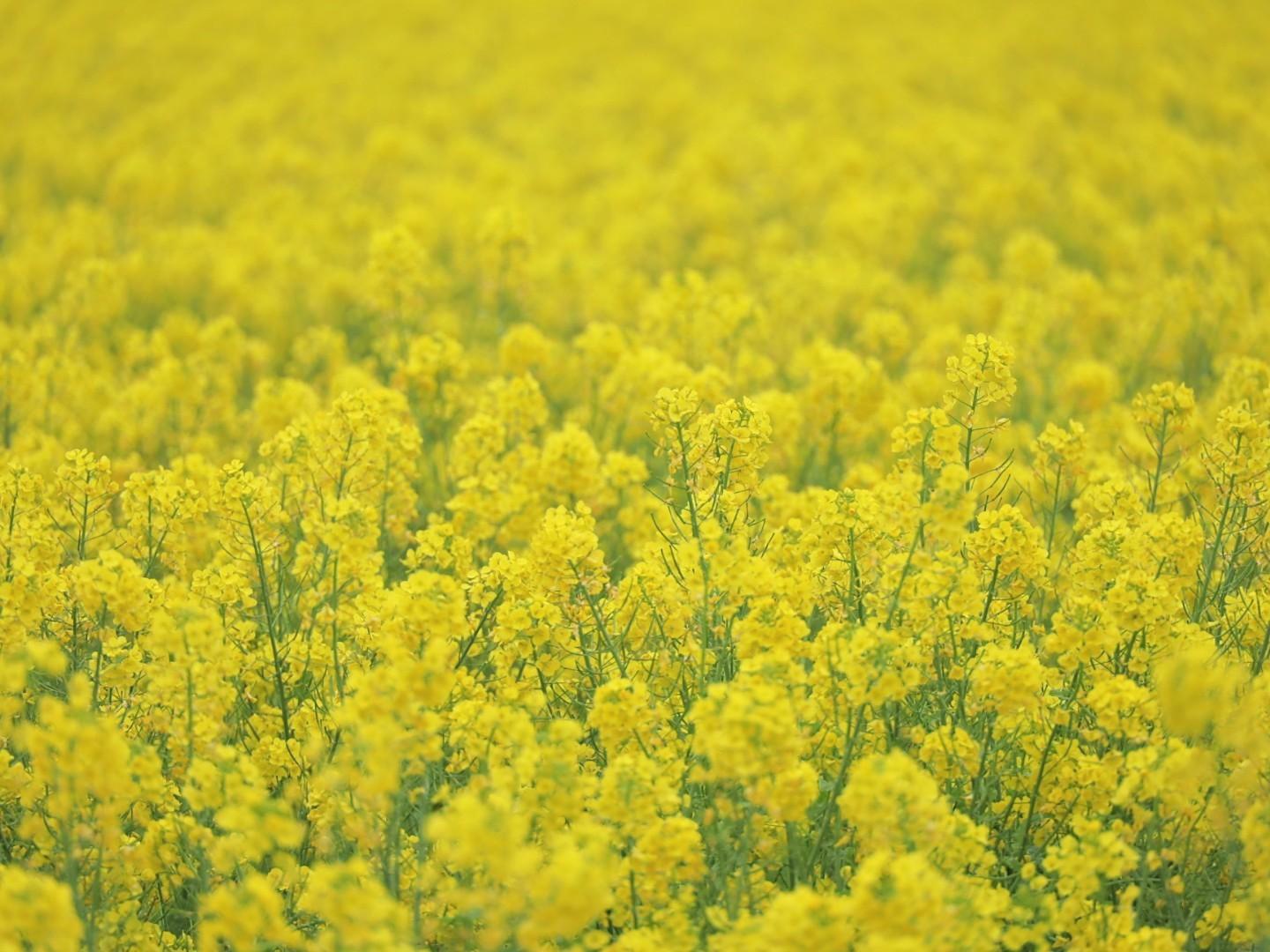 春三昧🥰 / kazu *｡さんの麻底良山の活動日記 | YAMAP / ヤマップ