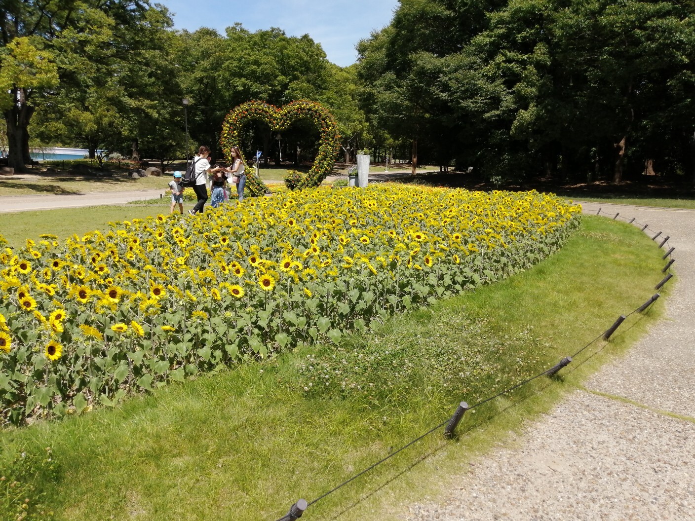 長居植物園のヒマワリ🌻(22/8/2)... / Toruさんのモーメント | YAMAP / ヤマップ