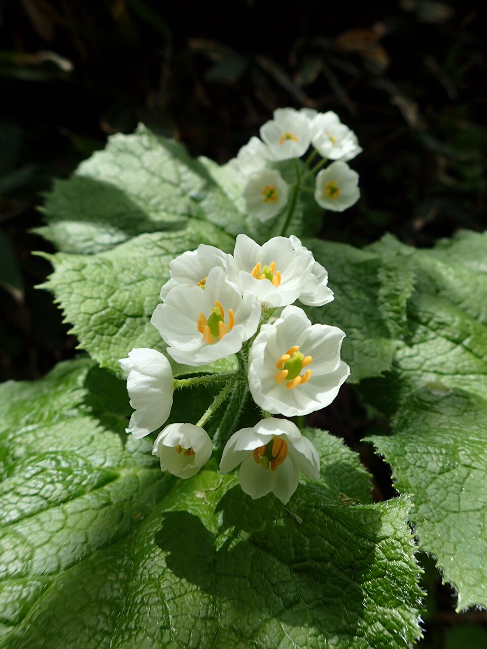 maaのページ | YAMAP / ヤマップ