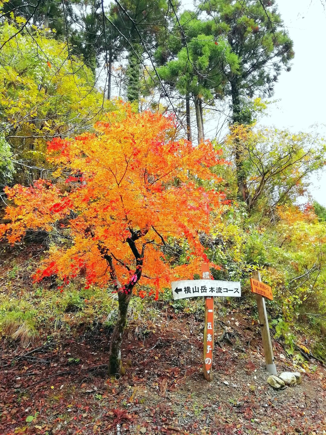 横山岳・2019-11-15 / 🍒sa-ki🍒さんの横山岳・墓谷山の活動データ | YAMAP / ヤマップ