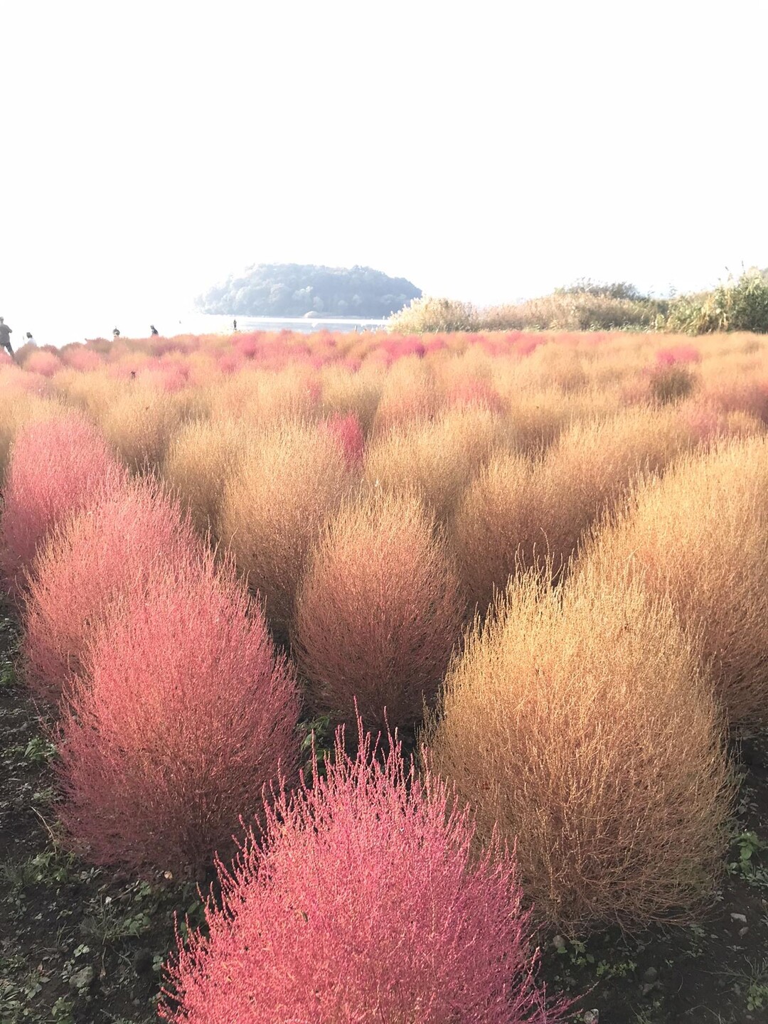 大石公園・足和田山 / Okaさんの節刀ヶ岳・破風山・足和田山の活動データ | YAMAP / ヤマップ
