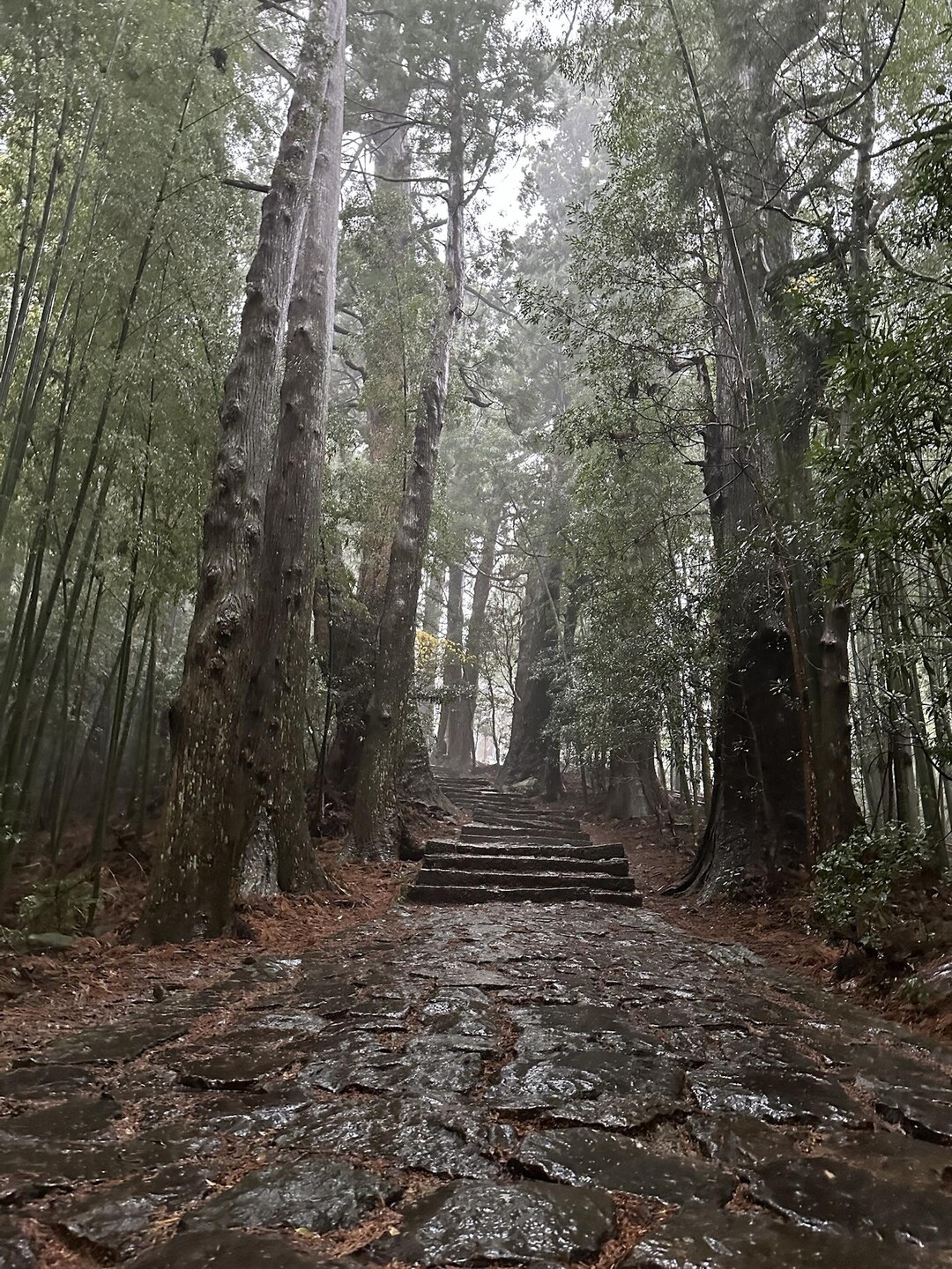New Years Walk🎍@熊野古道:中辺路 / アクチーさんの熊野古道 中辺路②（新宮駅〜熊野本宮大社）の活動データ | YAMAP / ヤマップ