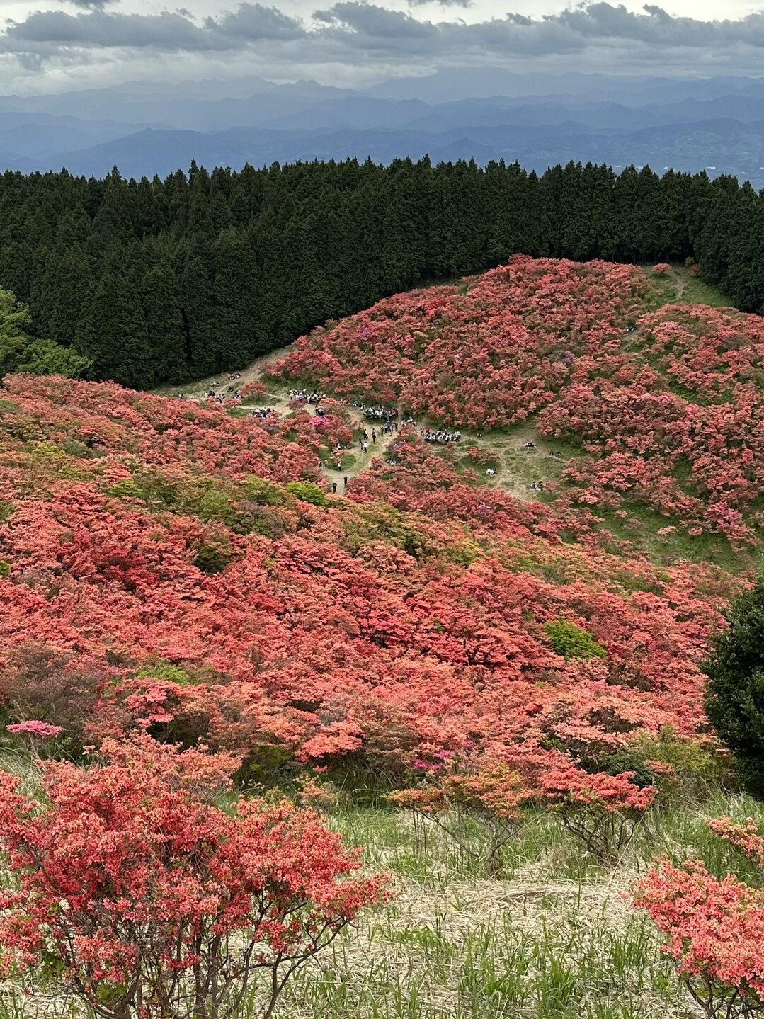 笛吹山・大和葛城山ツツジ🌺 / j-montさんの金剛山・二上山・大和葛城山の活動データ | YAMAP / ヤマップ
