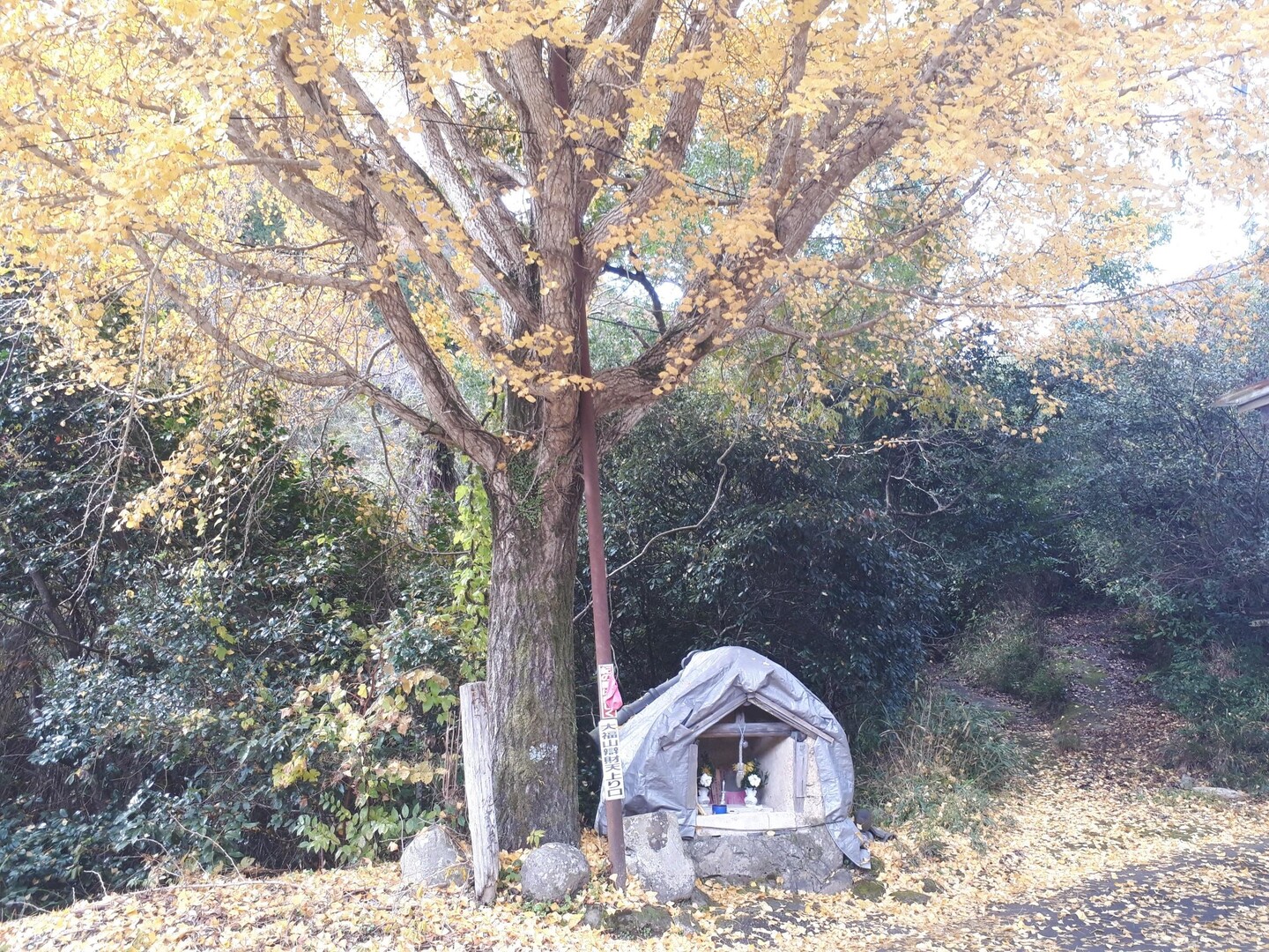 平井峠から札立山・見返山・大福山 / バランスライト(TET)さんの和歌山市の活動データ | YAMAP / ヤマップ