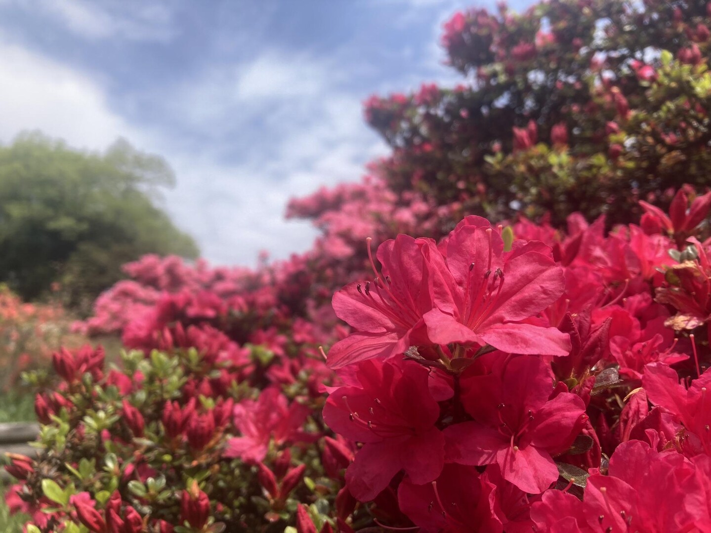 笠間つつじまつり / kinoさんの焼森山・鶏足山の活動データ | YAMAP / ヤマップ