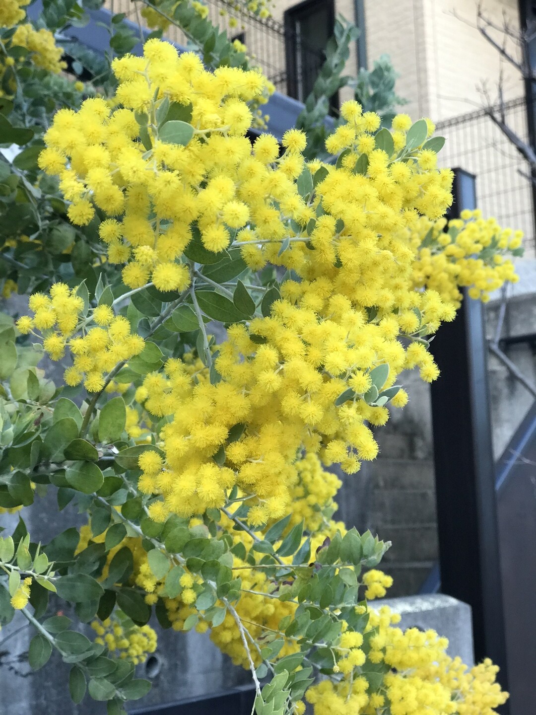 ミモザのお花が可愛すぎる / mimozaさんのモーメント | YAMAP / ヤマップ