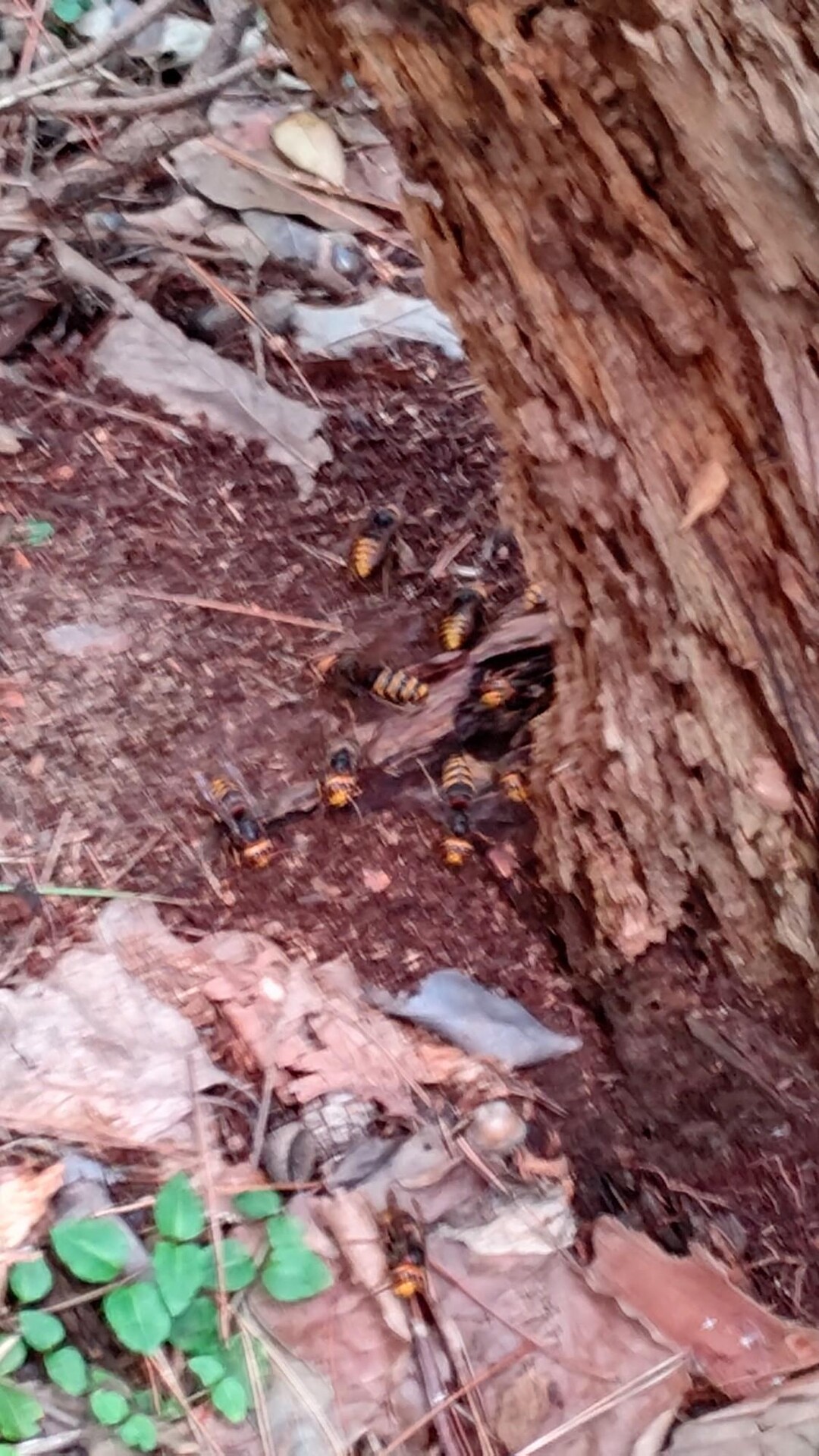 masakiさんの投稿したフィールドメモ | YAMAP / ヤマップ