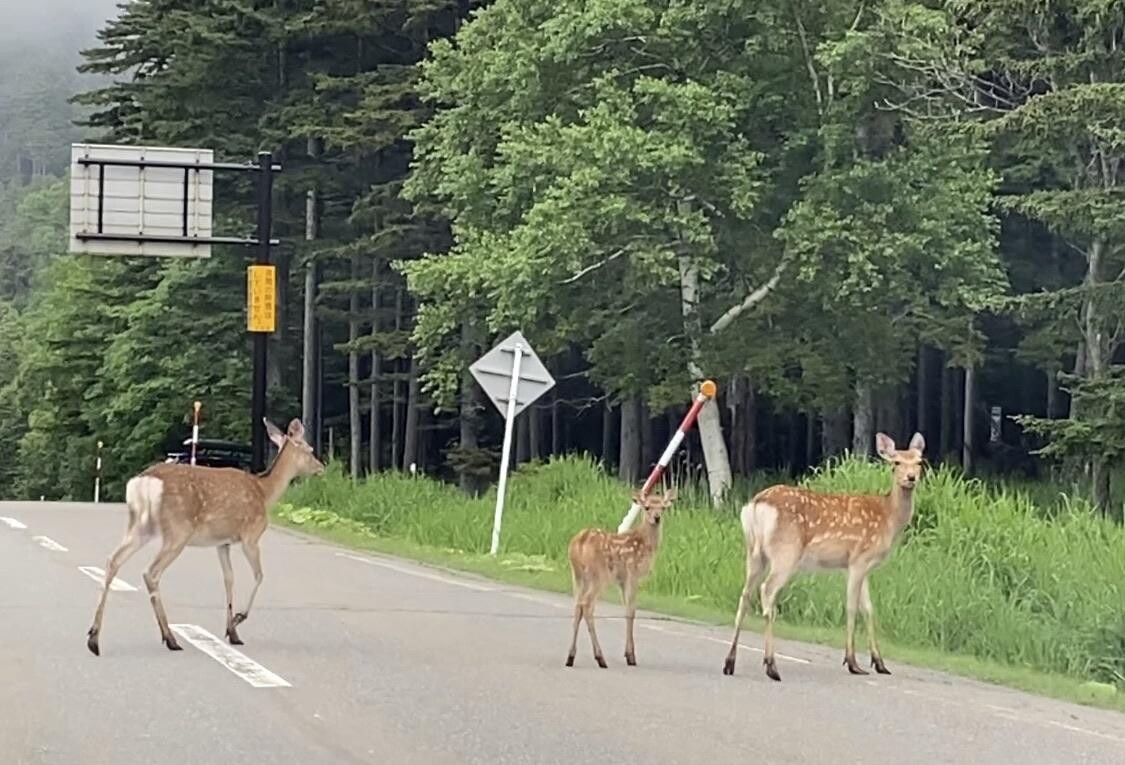 雌阿寒岳 (Hokkaido day1) / Alsuさんの雌阿寒岳・阿寒富士・白湯山の活動データ | YAMAP / ヤマップ