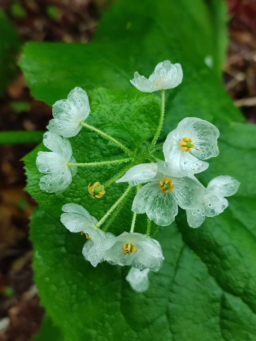 クリスタルサンカヨウに会いに / hime♪さんの毛無山の活動データ | YAMAP / ヤマップ