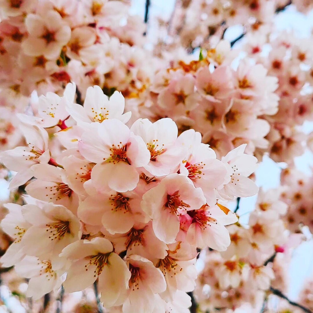 先日散歩した余市川沿いに咲きまくる フル... / Mt. Y’sさんのモーメント | YAMAP / ヤマップ