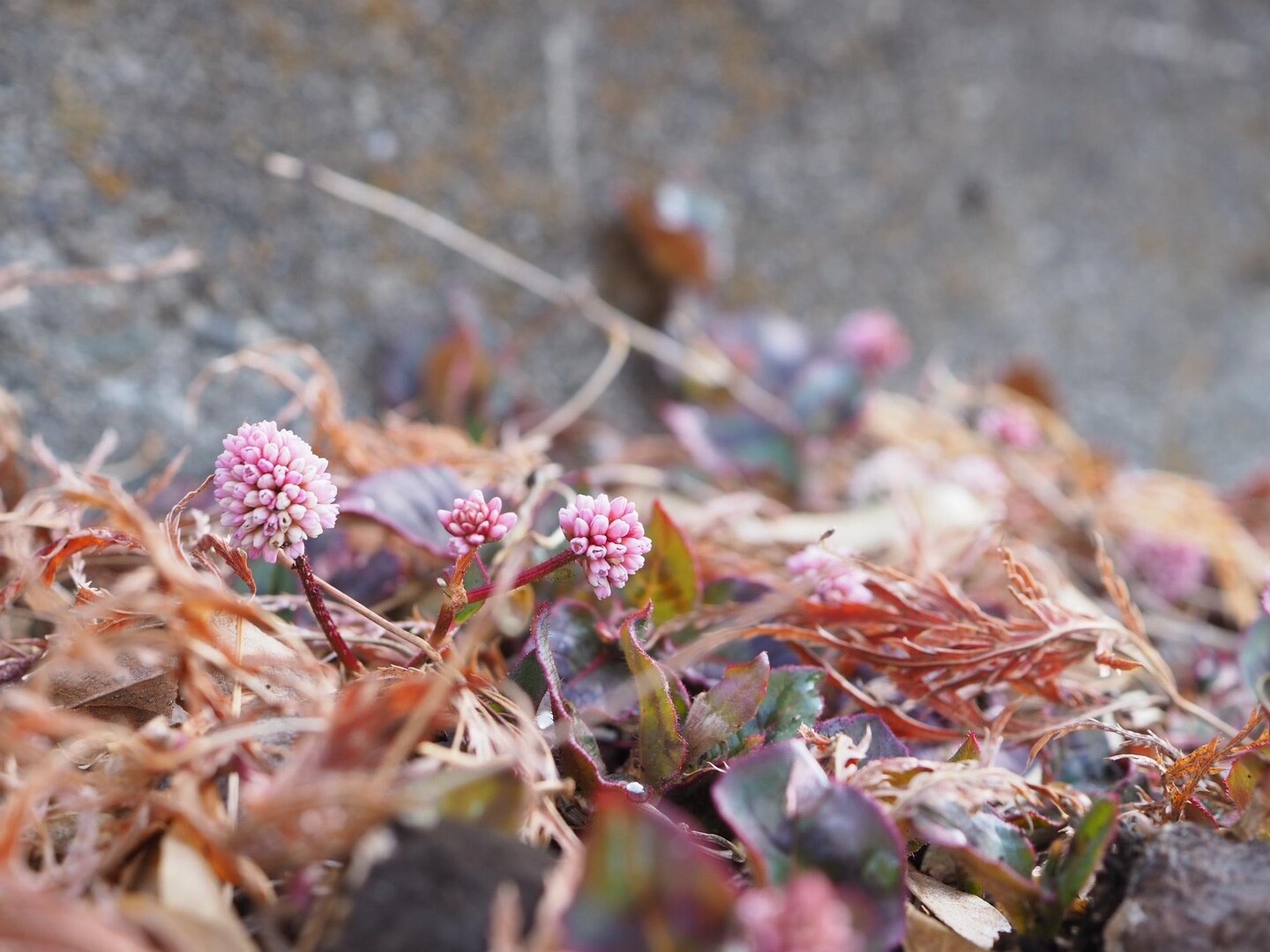 𖥧𖥣𖡡𖥧ヒメツルソバ（姫蔓蕎麦）... / Hanaさんのモーメント | YAMAP / ヤマップ