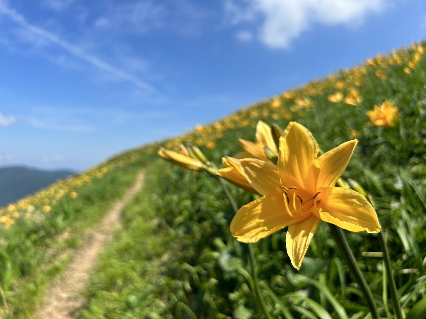 山吹色に染まる和賀岳稜線 / ヒナリンさんの和賀岳・薬師岳・高下岳の活動データ | YAMAP / ヤマップ