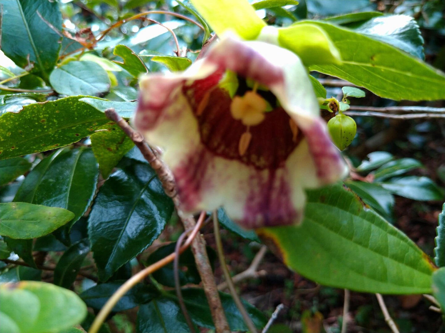 全身汗だらけの秋葉山 / へたれんじゃさんの秋葉山の活動データ | YAMAP / ヤマップ