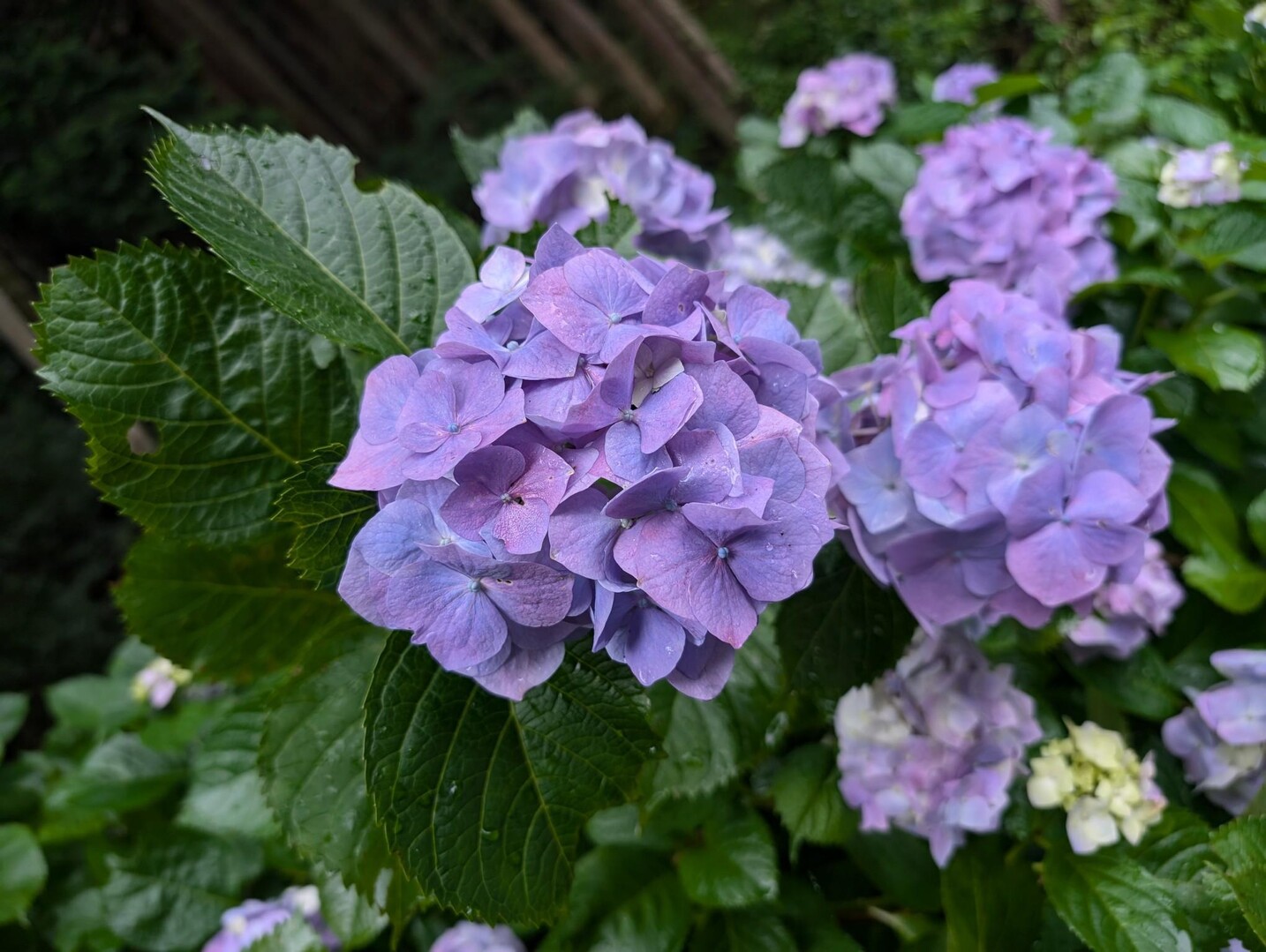 南沢あじさい山 登山？ 山歩！さんぽ🐾‪ / joyさんの八王子市の活動データ | YAMAP / ヤマップ