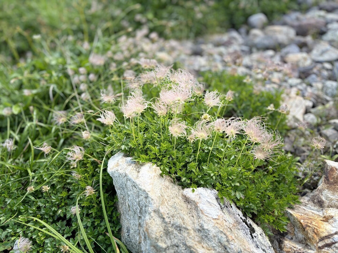 室堂山展望台 / shionさんの立山・雄山・浄土山の活動データ | YAMAP / ヤマップ