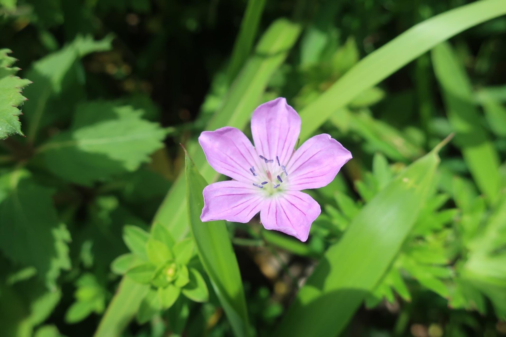 R5.6.25 伊吹山三合目花の観察会 ... / オレンジリボンさんのモーメント | YAMAP / ヤマップ