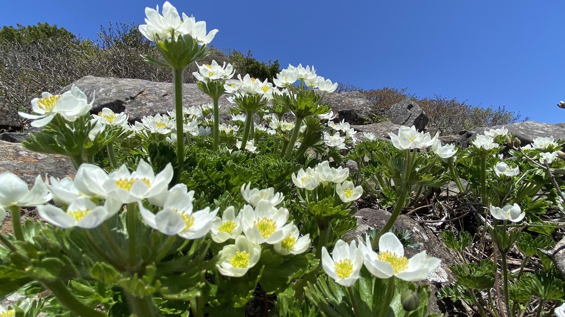 不忘山💫艶やか🥰花の楽園💫 / koroさんの蔵王山・雁戸山・不忘山の活動データ | YAMAP / ヤマップ