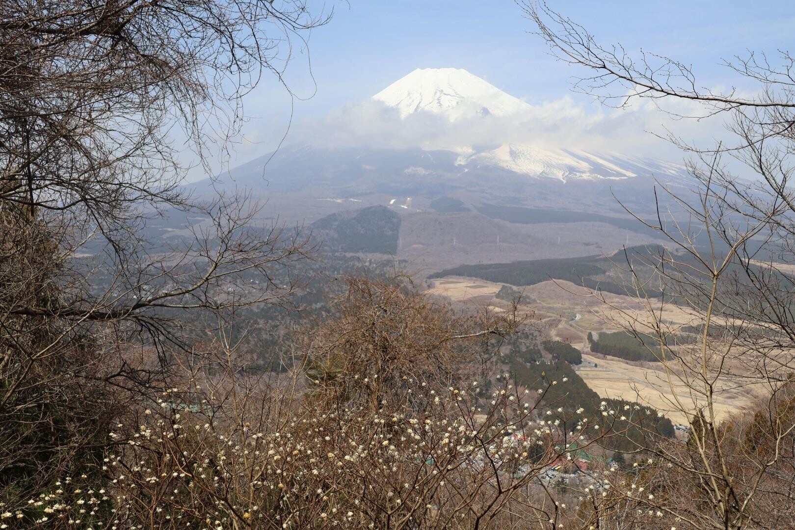 富士山とミツマタ見に行く 黒岳・越前岳 / yuki yamaさんの愛鷹山・大岳・黒岳の活動データ | YAMAP / ヤマップ