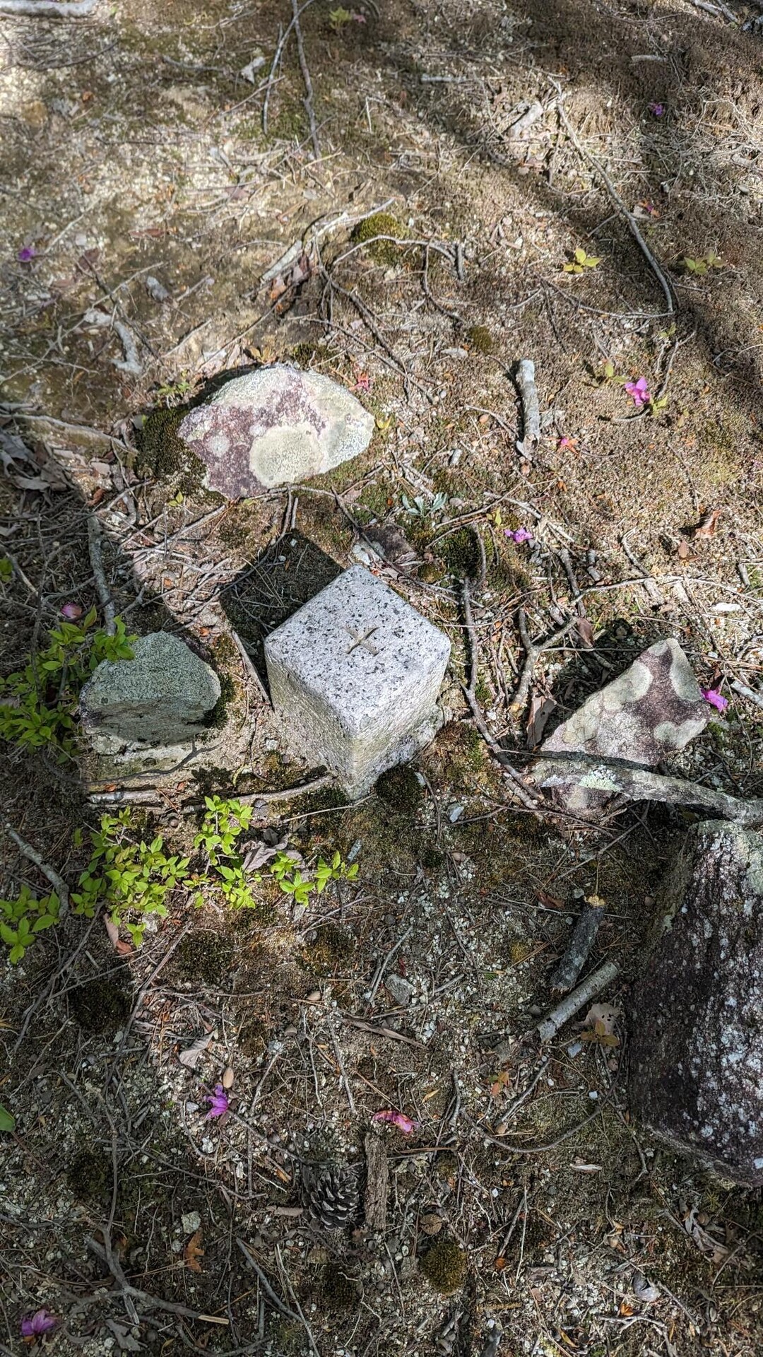 🍙さんちゃん🍙さんの投稿したフィールドメモ | YAMAP / ヤマップ