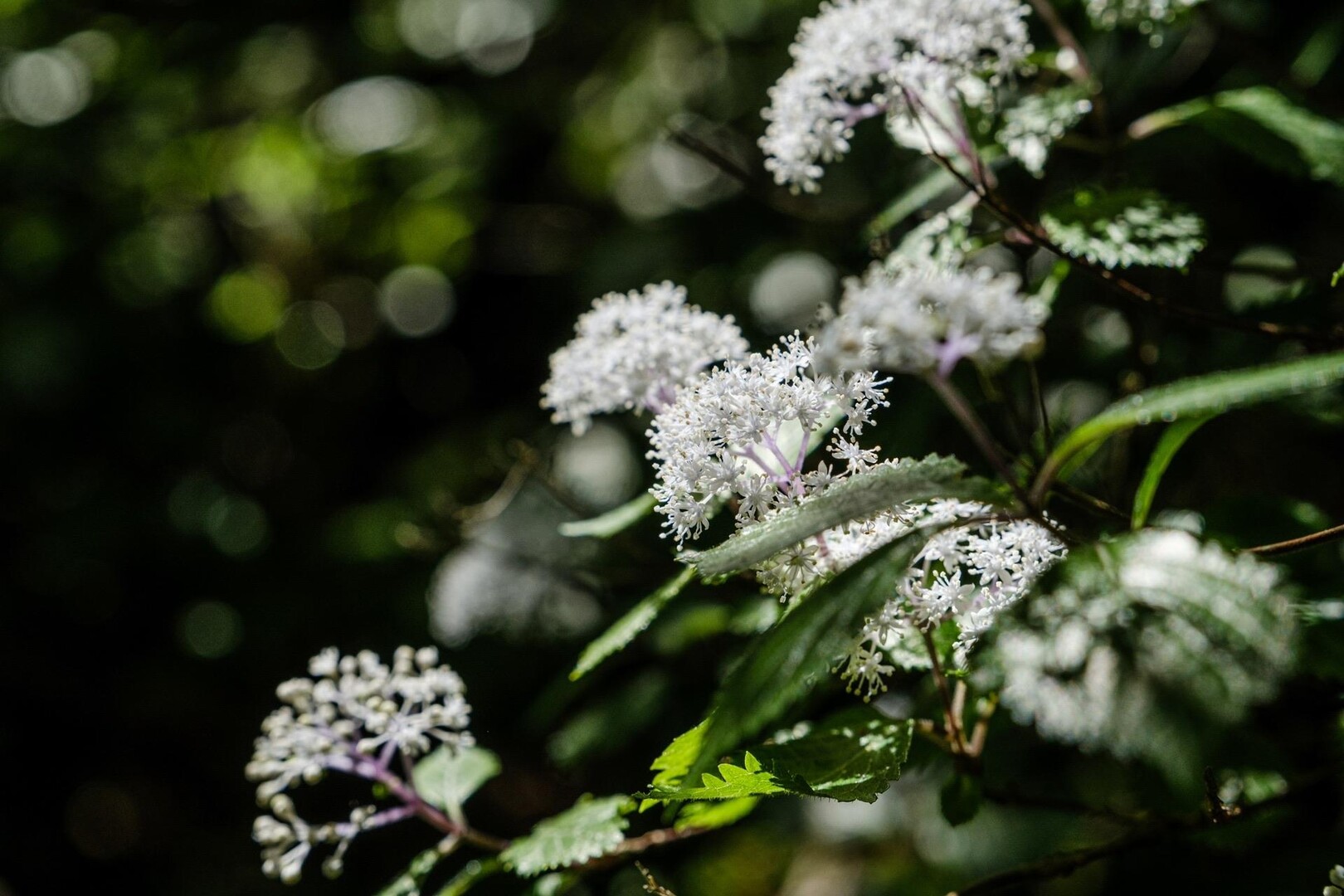 天城山 / Endo Shinyaさんの天城山・鉢ノ山・三筋山の活動データ | YAMAP / ヤマップ